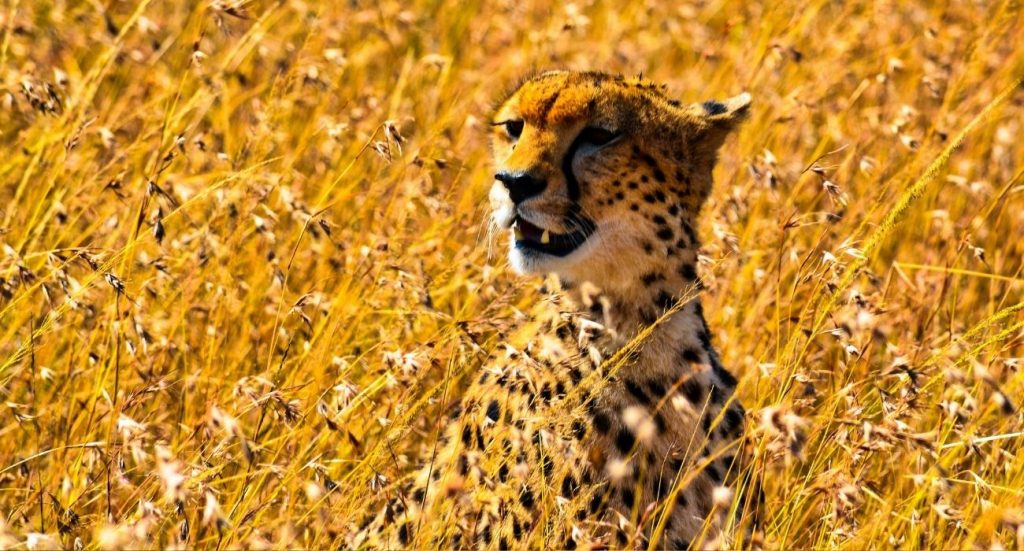 Masai Mara – Vacation East Africa